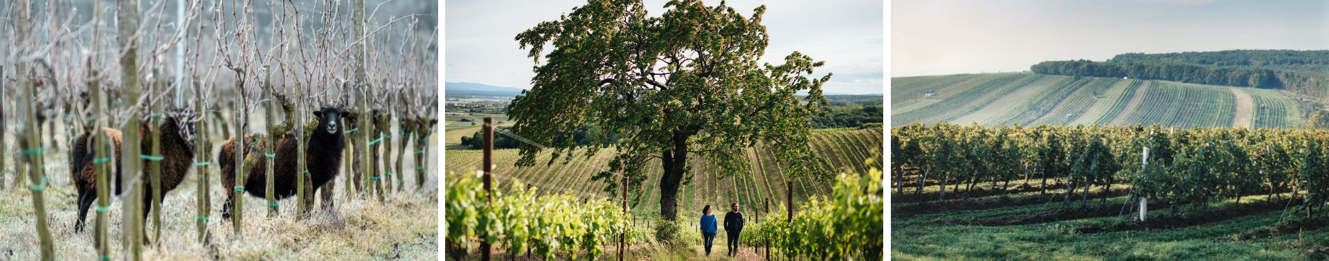 Weingut Weninger – Straits Wine SG